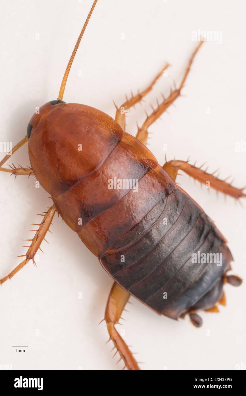 Turkestan Cockroach (Periplaneta lateralis) Insecta Stock Photo - Alamy