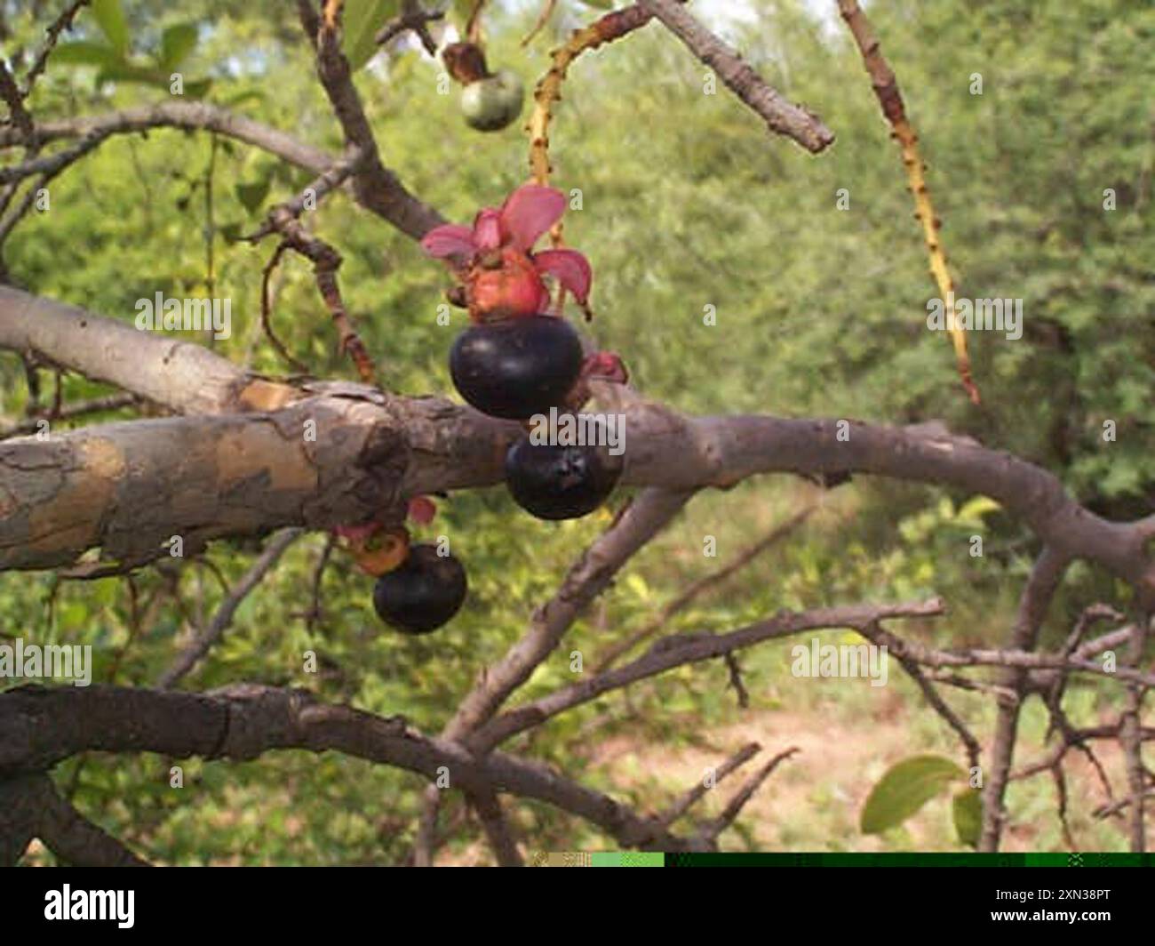 peeling plane (Ochna pulchra) Plantae Stock Photo - Alamy
