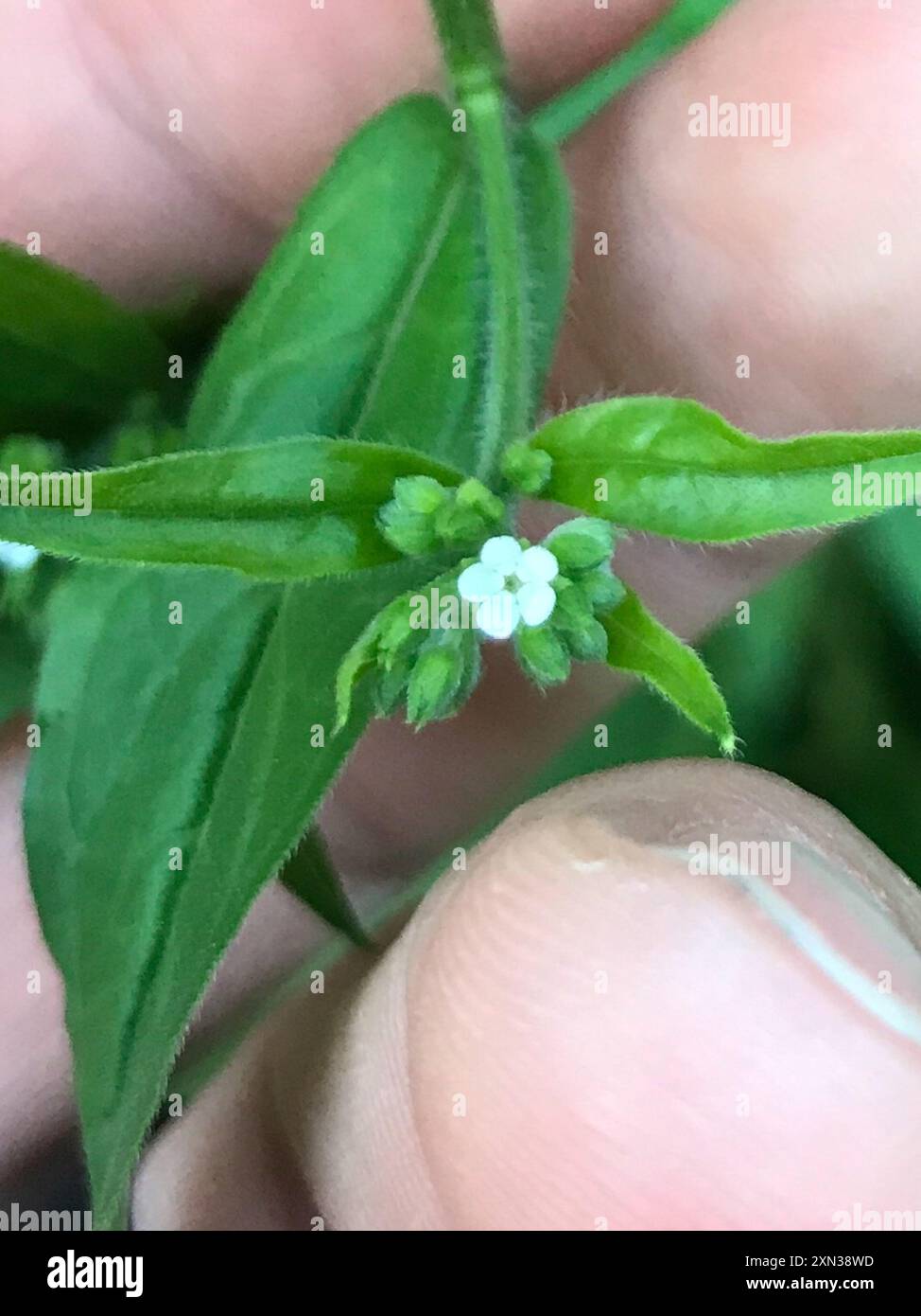 virginia stickseed (Hackelia virginiana) Plantae Stock Photo - Alamy