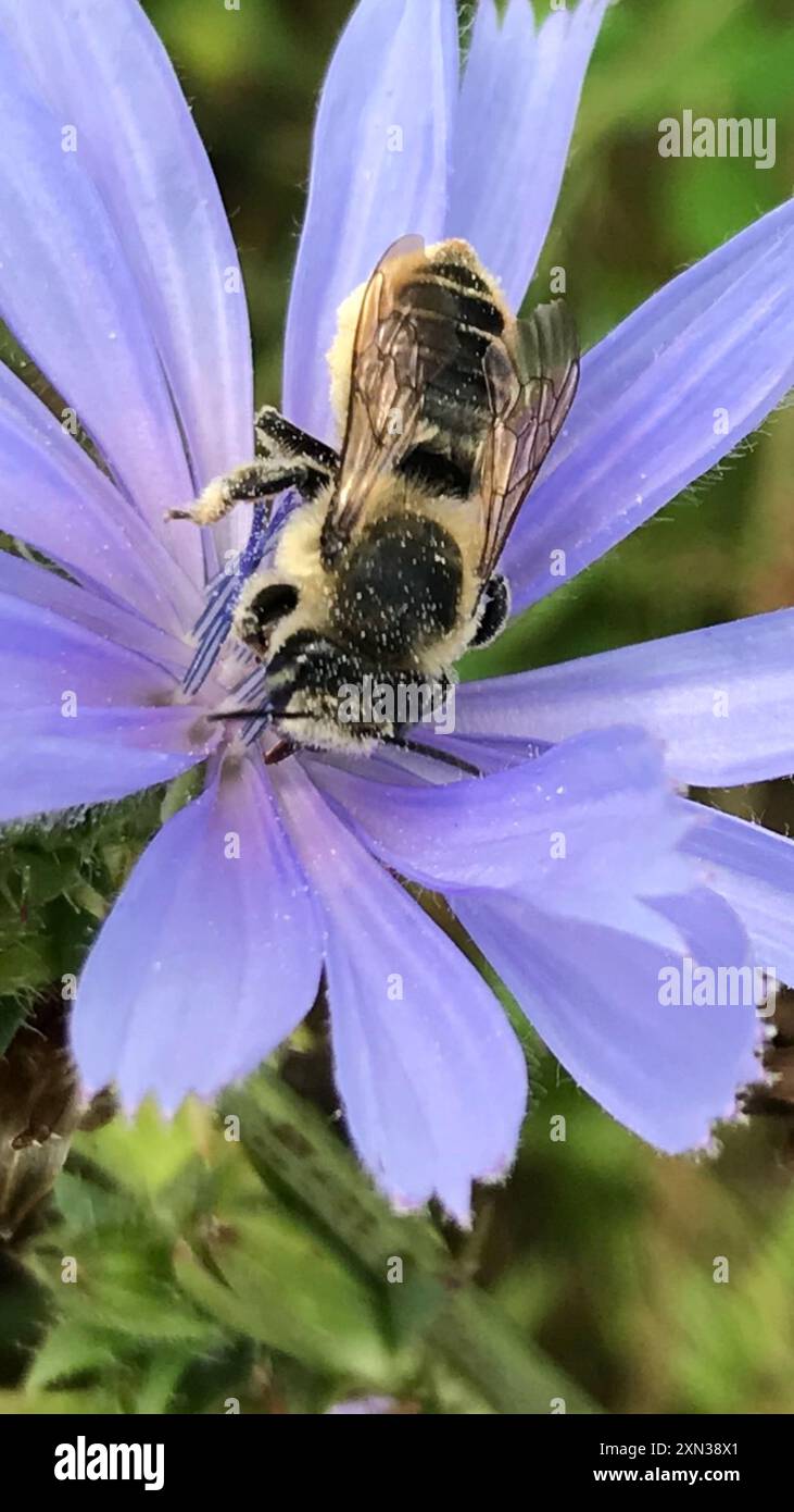 broad-handed leafcutter bee (Megachile latimanus) Insecta Stock Photo ...