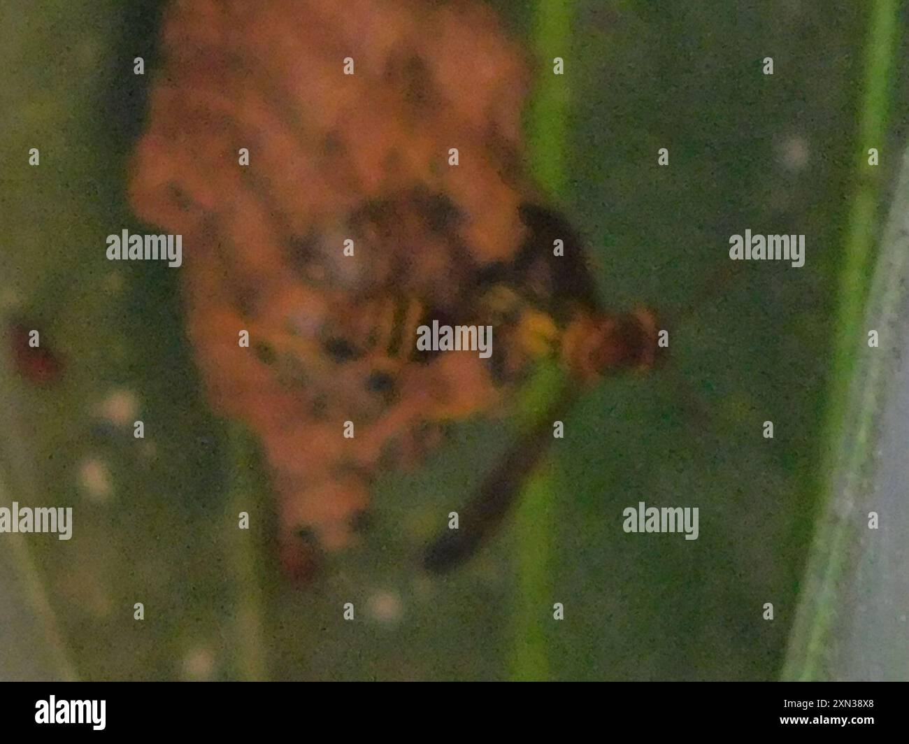 Mexican Paper Wasp (Mischocyttarus mexicanus) Insecta Stock Photo - Alamy