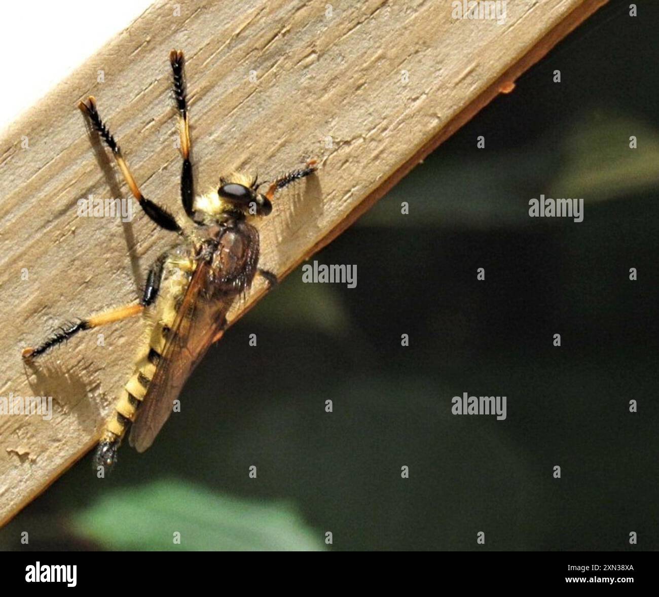 Red-footed Cannibal Fly (Promachus rufipes) Insecta Stock Photo - Alamy