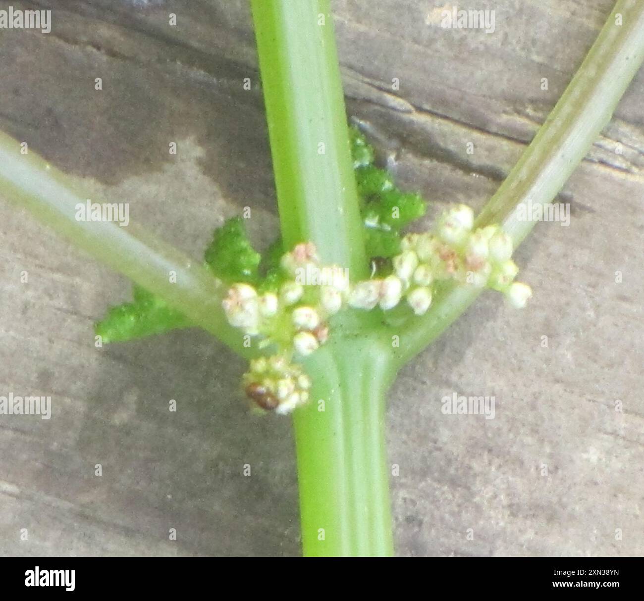 Canada clearweed (Pilea pumila) Plantae Stock Photo - Alamy