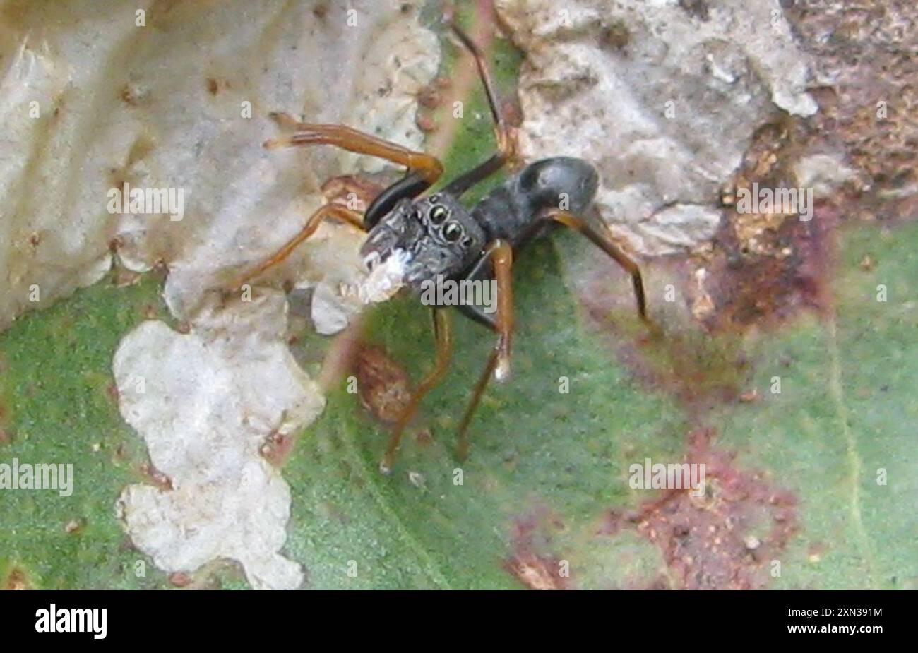 Ant-mimic Spiders (Myrmarachne) Arachnida Stock Photo - Alamy