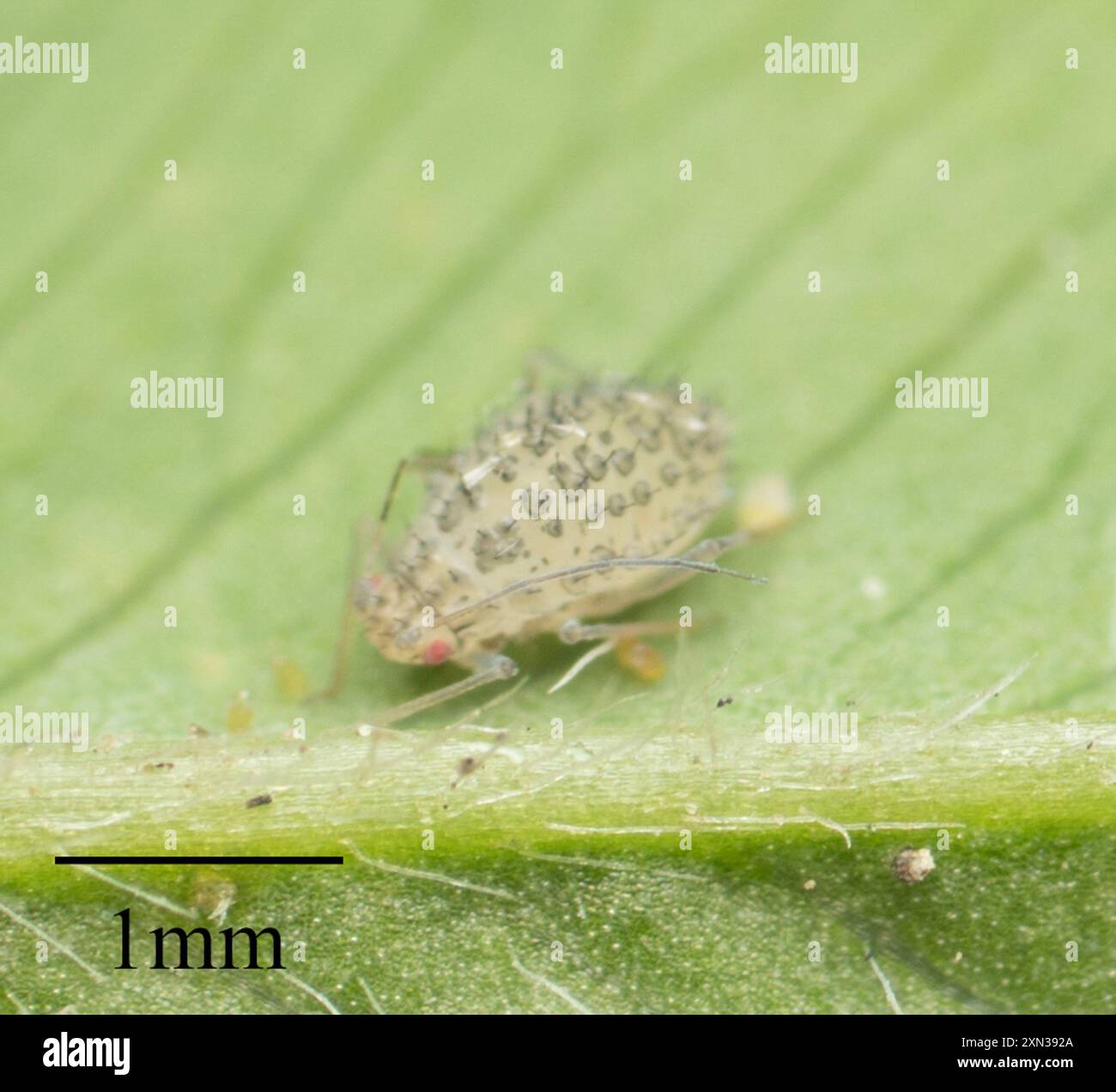 Spotted Alfalfa Aphid (Therioaphis trifolii) Insecta Stock Photo - Alamy