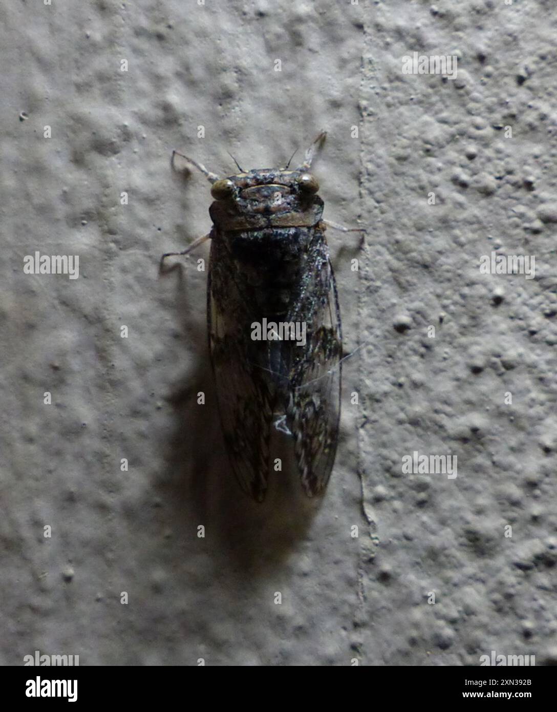 Orangewing Cicadas (Platypleura) Insecta Stock Photo - Alamy
