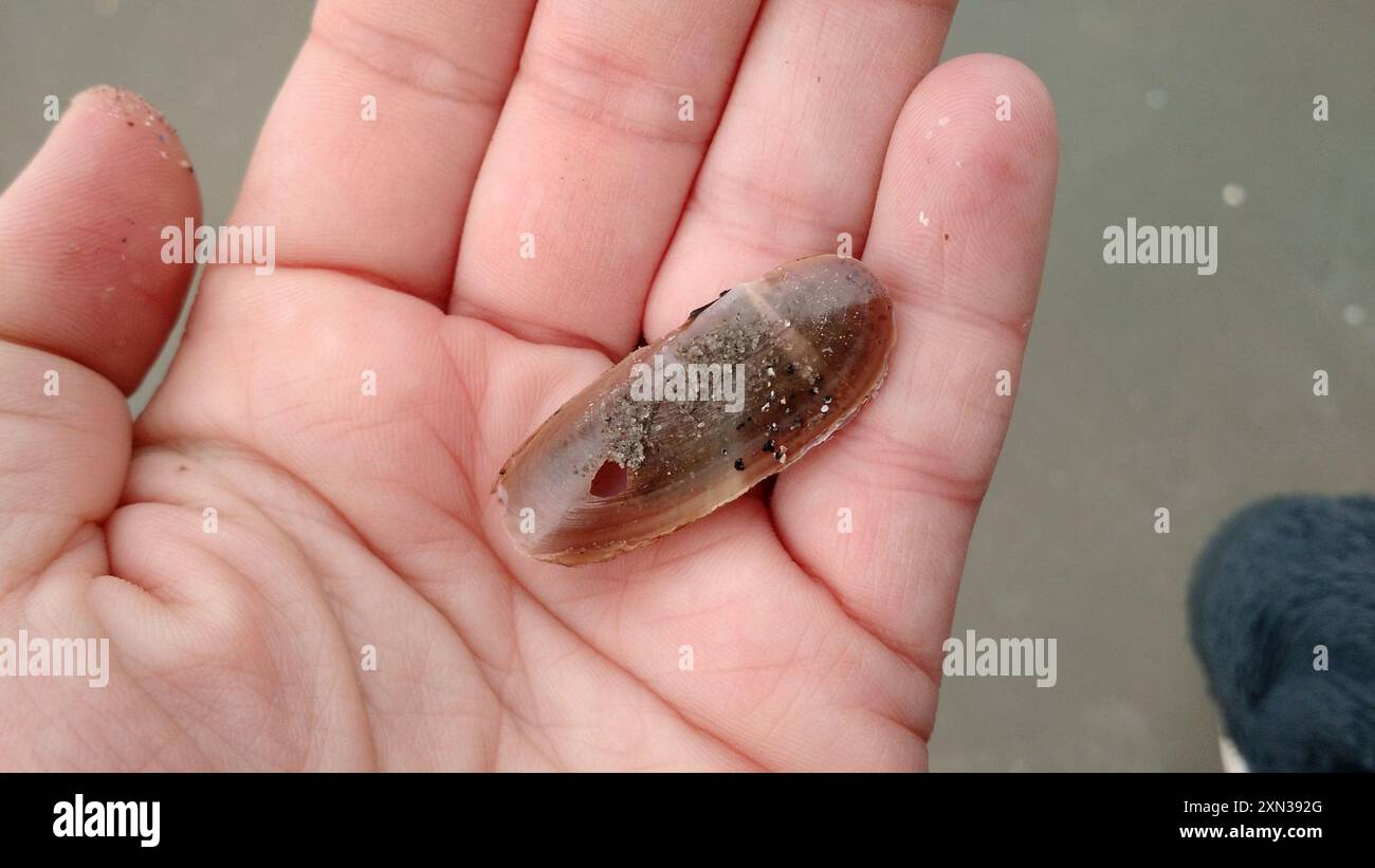 Atlantic Razor (Siliqua costata) Mollusca Stock Photo - Alamy
