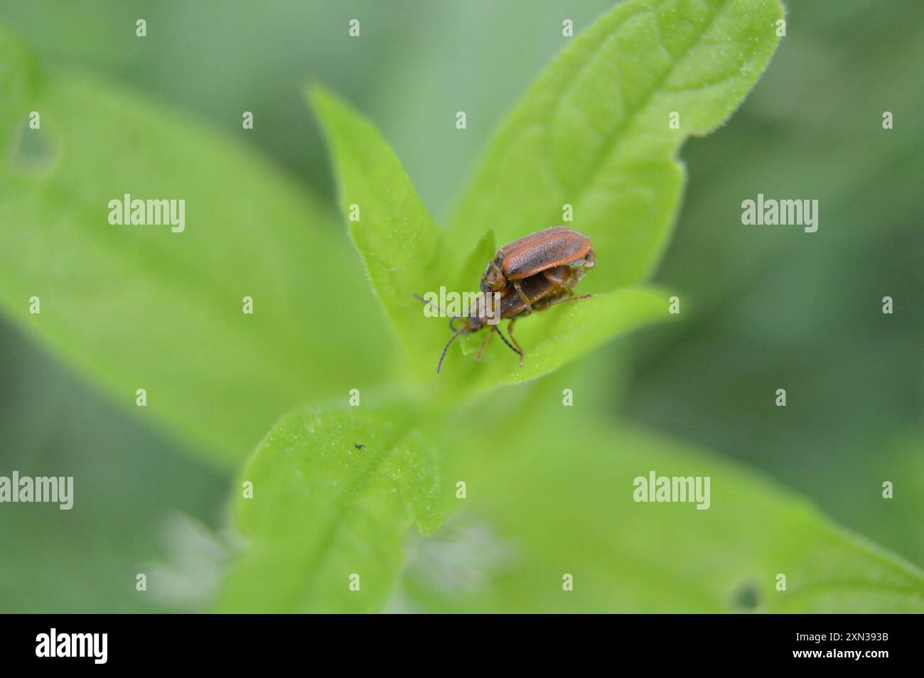 Black-margined Loosestrife Beetle (Galerucella calmariensis) Insecta ...