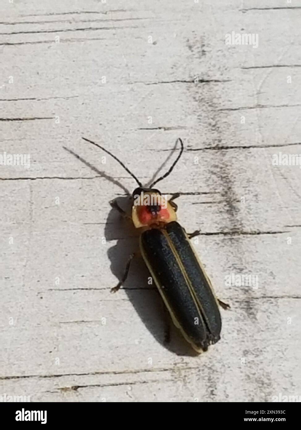 Common Eastern Firefly (Photinus pyralis) Insecta Stock Photo - Alamy