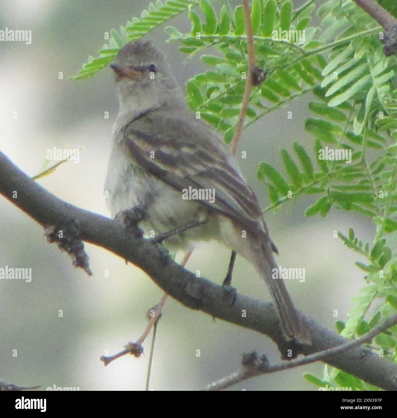 Northern Beardless-Tyrannulet (Camptostoma imberbe) Aves Stock Photo ...