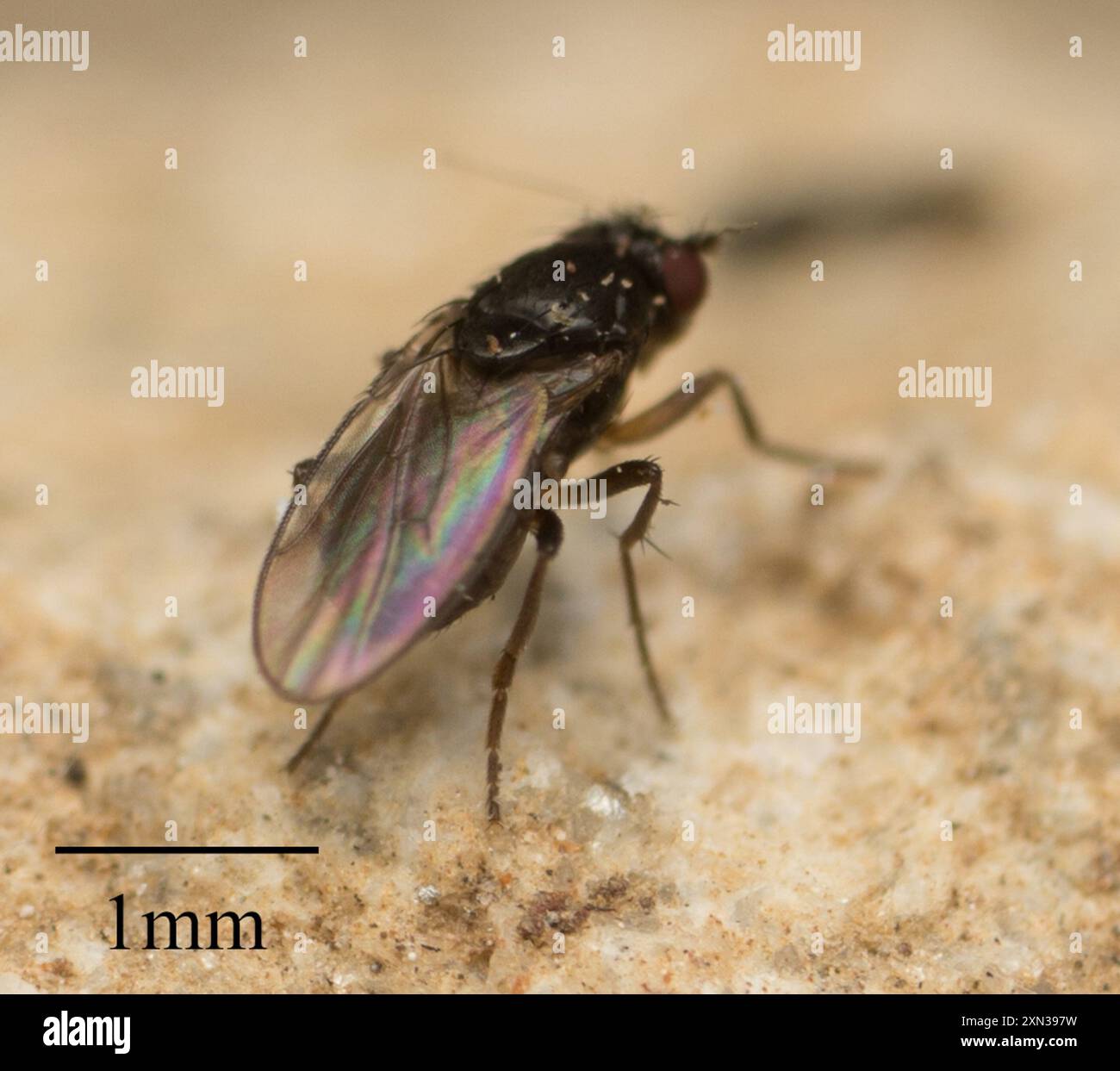 Cruciatus hi-res stock photography and images - Alamy