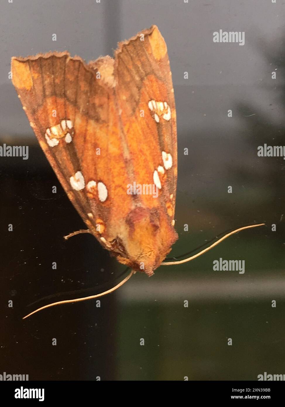Indigo Stem Borer Moth (Papaipema baptisiae) Insecta Stock Photo - Alamy