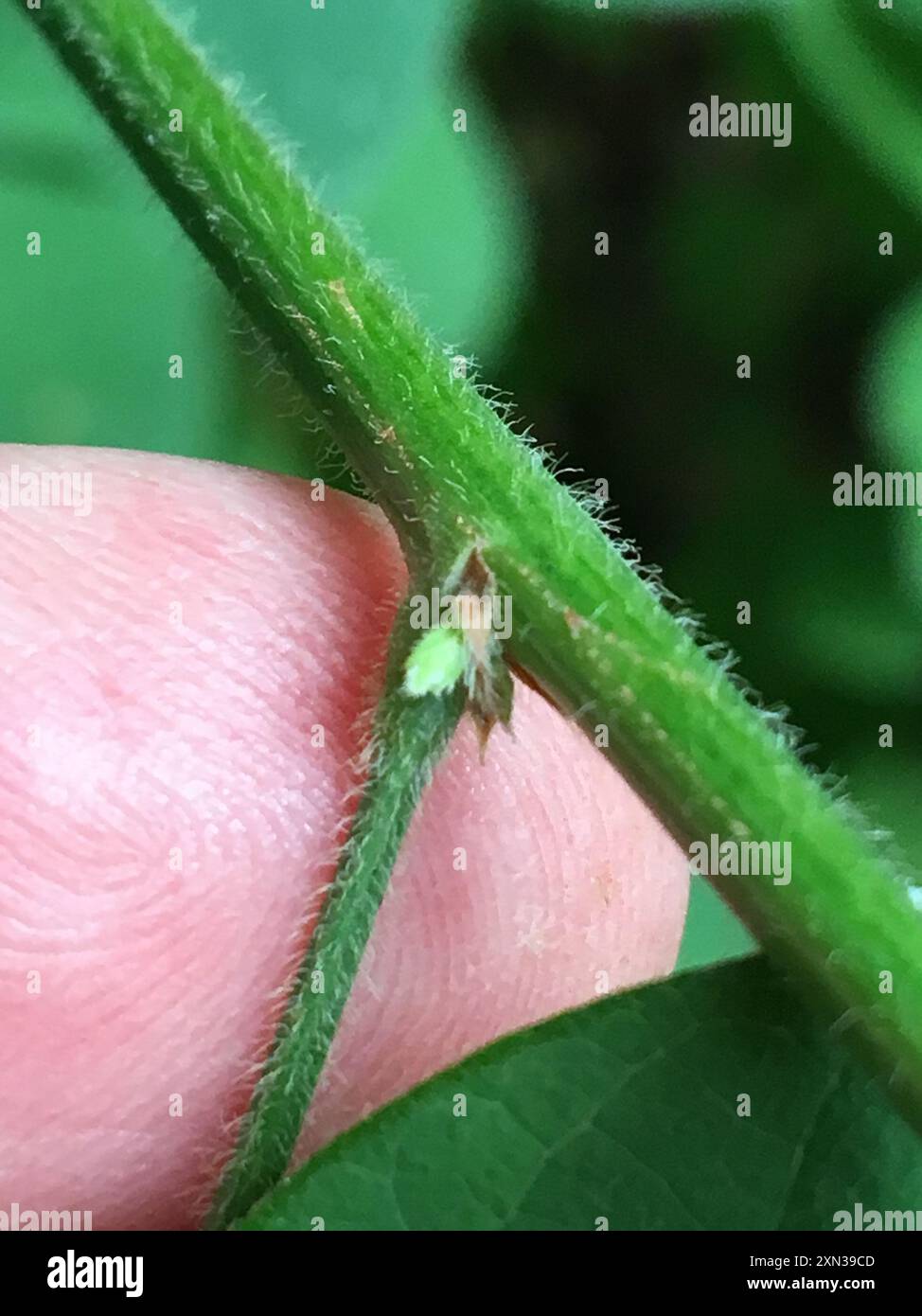 perplexed tick-trefoil (Desmodium perplexum) Plantae Stock Photo - Alamy