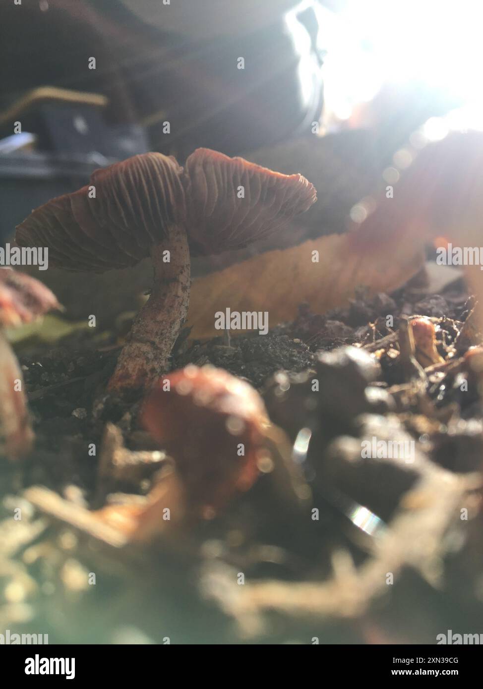 Chip Cherries (Leratiomyces ceres) Fungi Stock Photo - Alamy