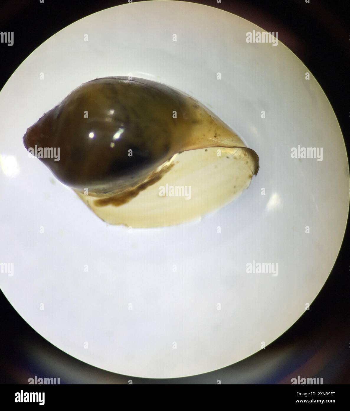 Bladder Snails (Physidae) Mollusca Stock Photo - Alamy