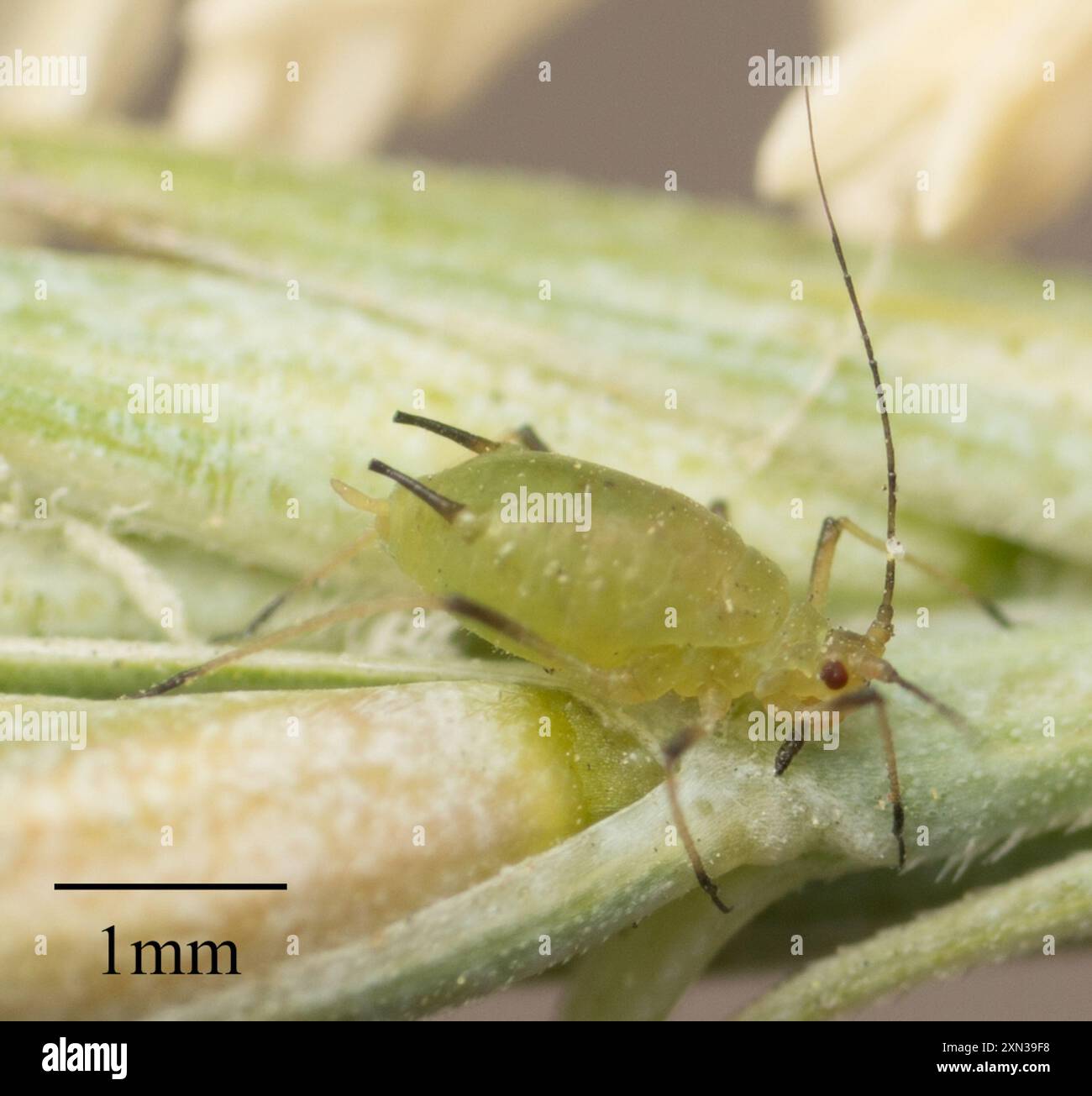 Grain Aphid (Sitobion fragariae) Insecta Stock Photo - Alamy