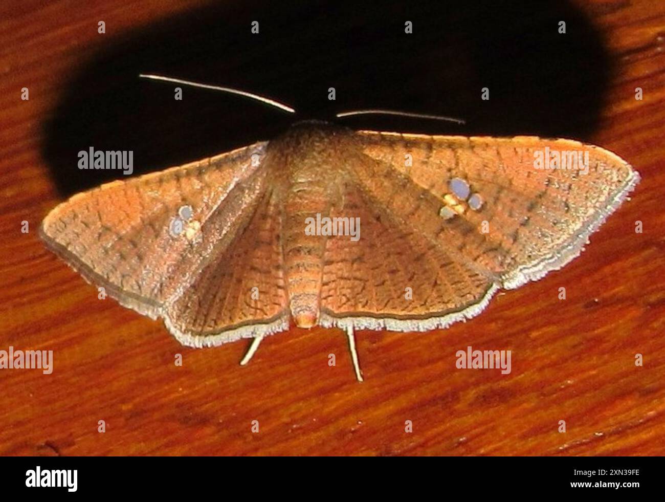 Sapodilla Borer Moth (Banisia myrsusalis) Insecta Stock Photo - Alamy