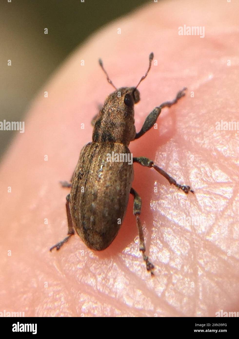 Clover root weevil (Sitona lepidus) Insecta Stock Photo - Alamy