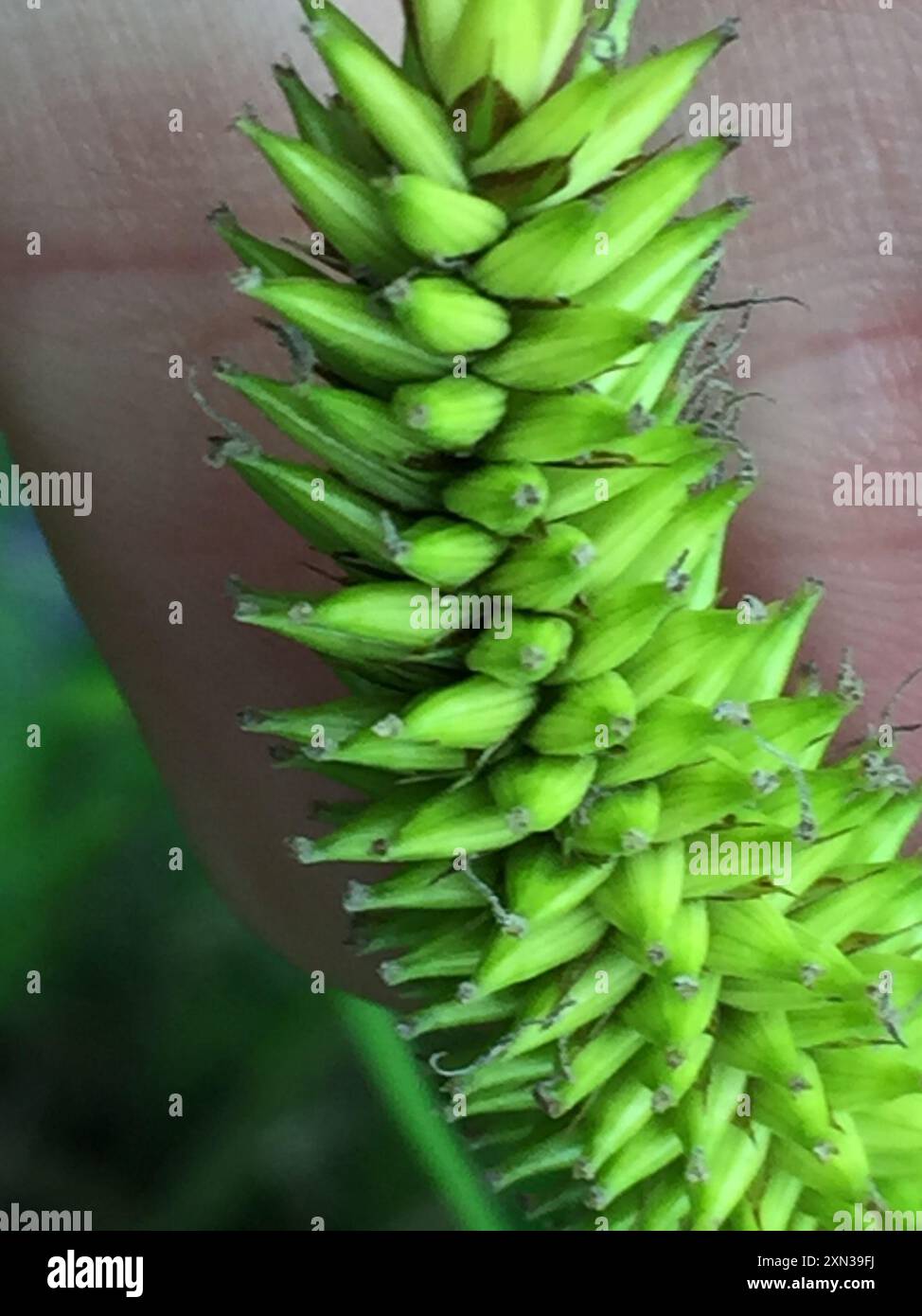 lake sedge (Carex lacustris) Plantae Stock Photo - Alamy