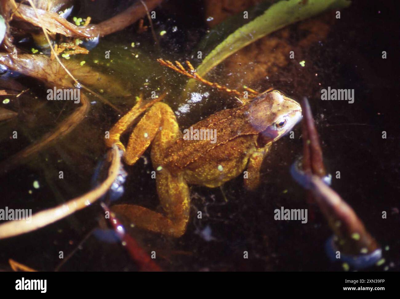 European Common Frog (Rana temporaria) Amphibia Stock Photo - Alamy