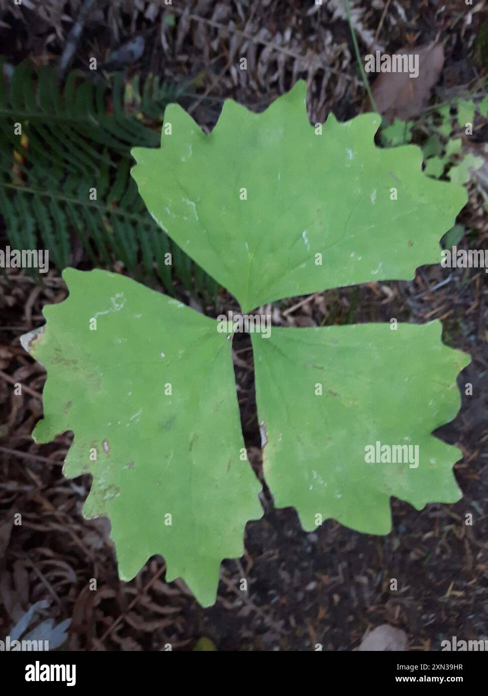 vanilla leaf (Achlys triphylla) Plantae Stock Photo - Alamy