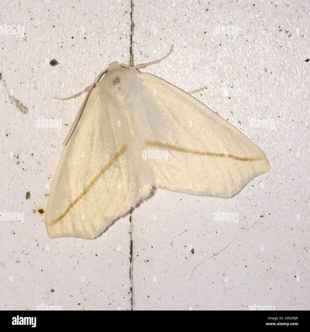 White Slant-line (Tetracis cachexiata) Insecta Stock Photo - Alamy