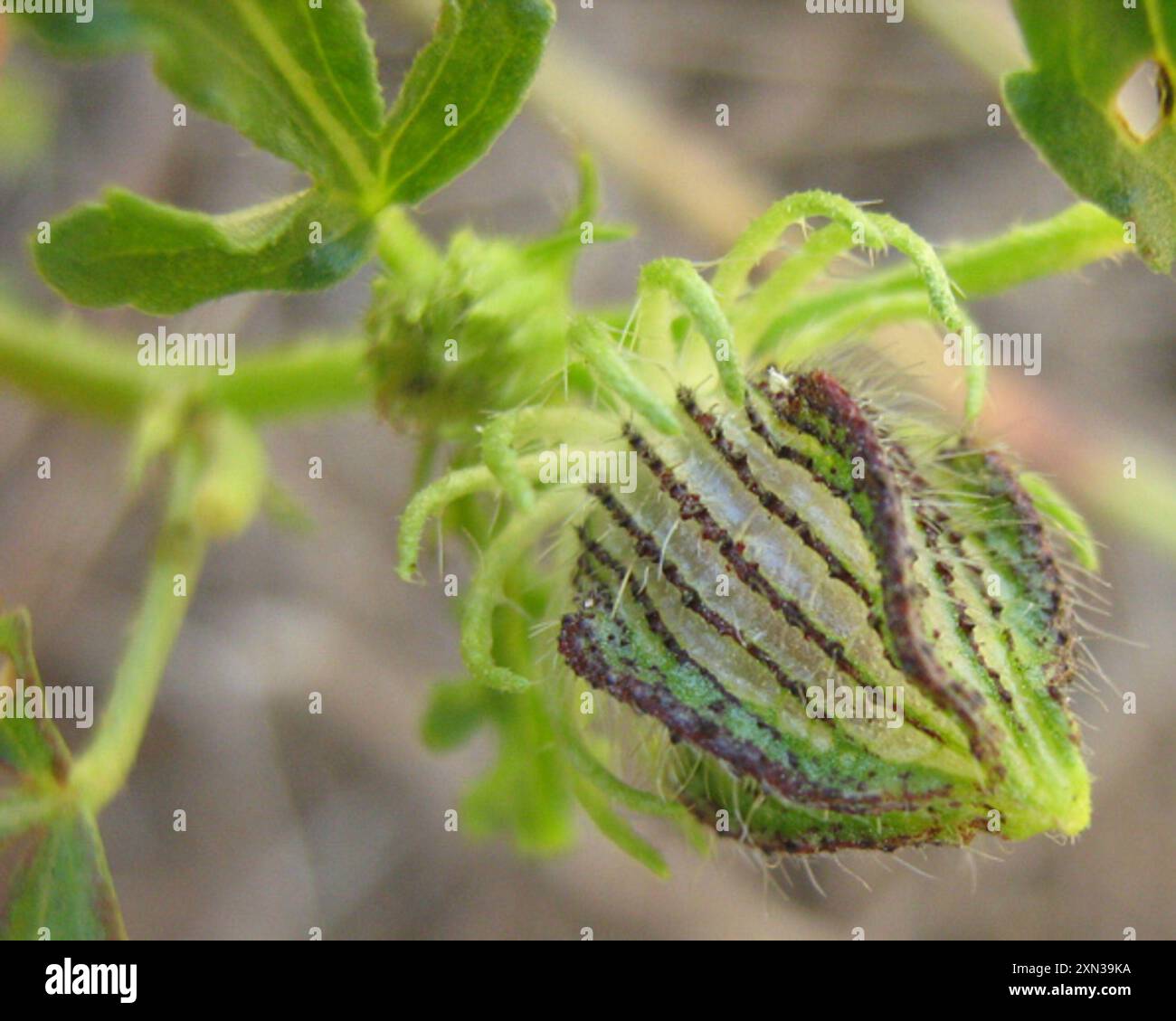 flower-of-an-hour (Hibiscus trionum) Plantae Stock Photo - Alamy
