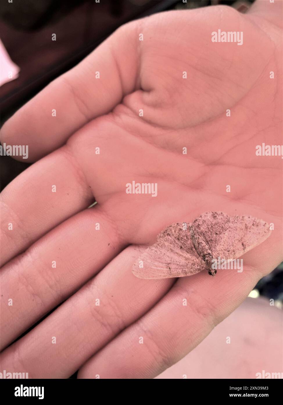 Geometer Moths (Geometridae) Insecta Stock Photo - Alamy