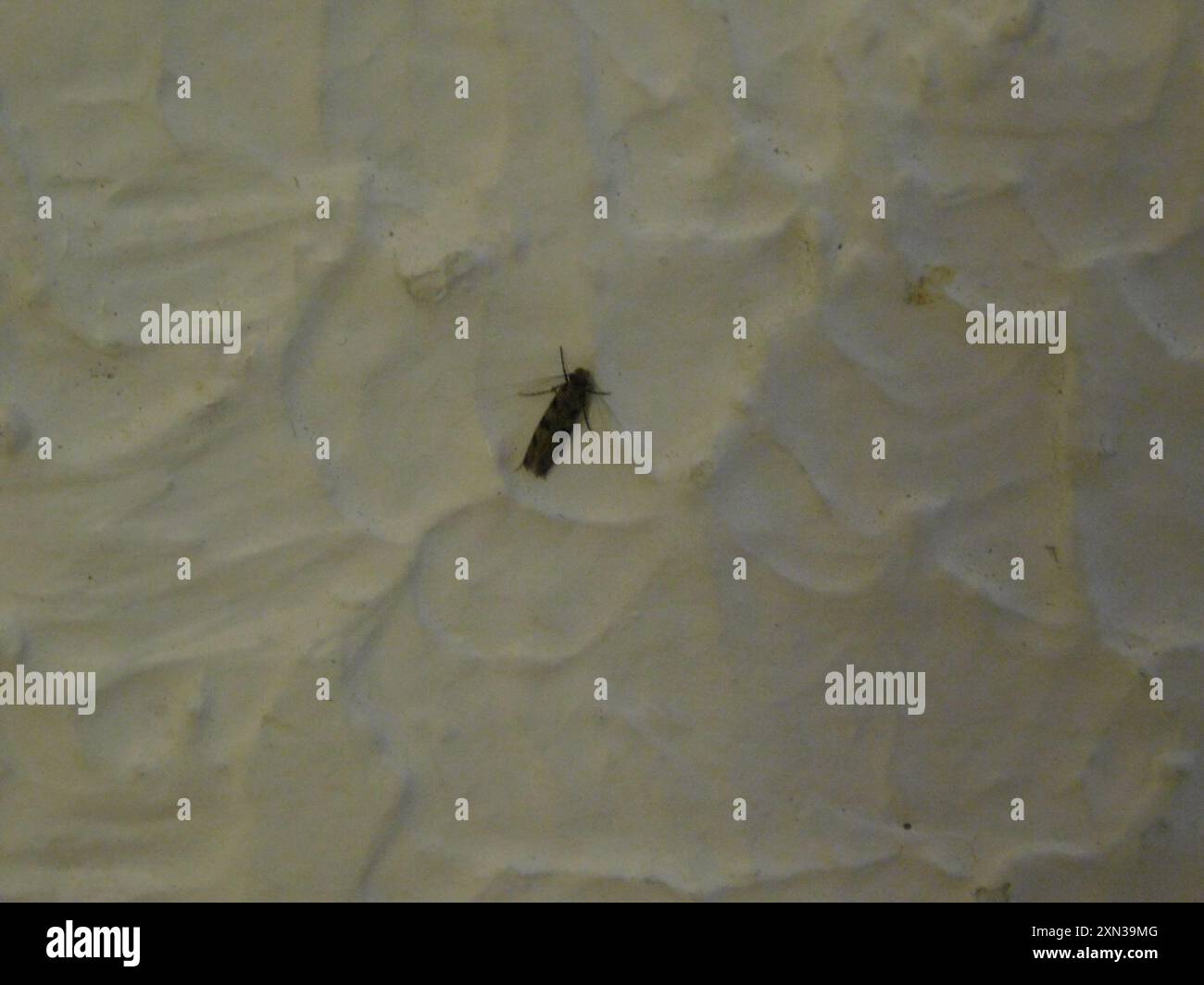 Phereoeca hi-res stock photography and images - Alamy