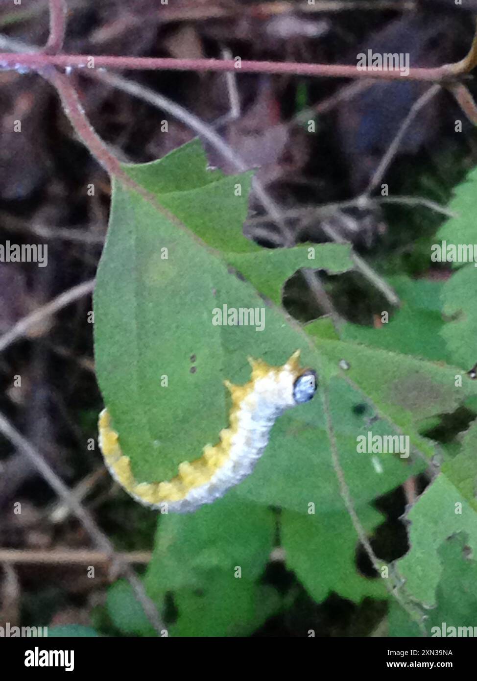 Dogwood Sawflies (Macremphytus) Insecta Stock Photo - Alamy