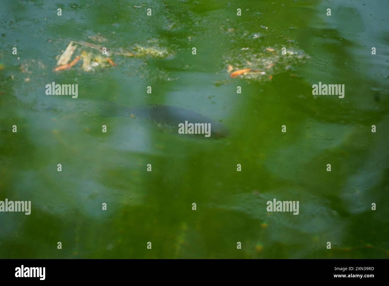 Common Sunfishes (Lepomis) Actinopterygii Stock Photo - Alamy