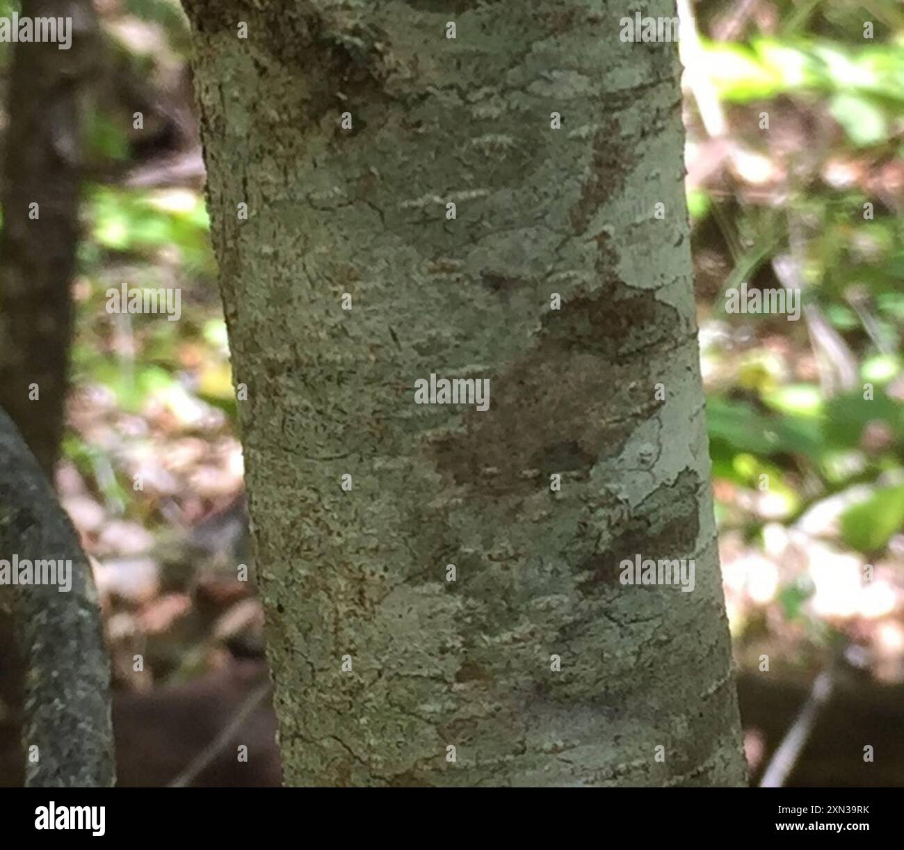 sweet birch (Betula lenta) Plantae Stock Photo - Alamy