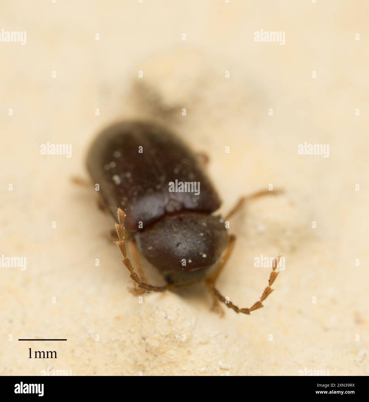 Toe-winged Beetles (Ptilodactylidae) Insecta Stock Photo - Alamy