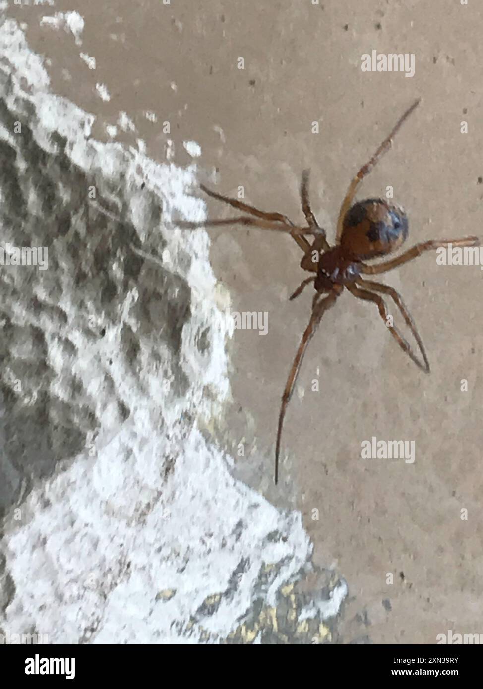 Triangulate Combfoot (Steatoda triangulosa) Arachnida Stock Photo - Alamy