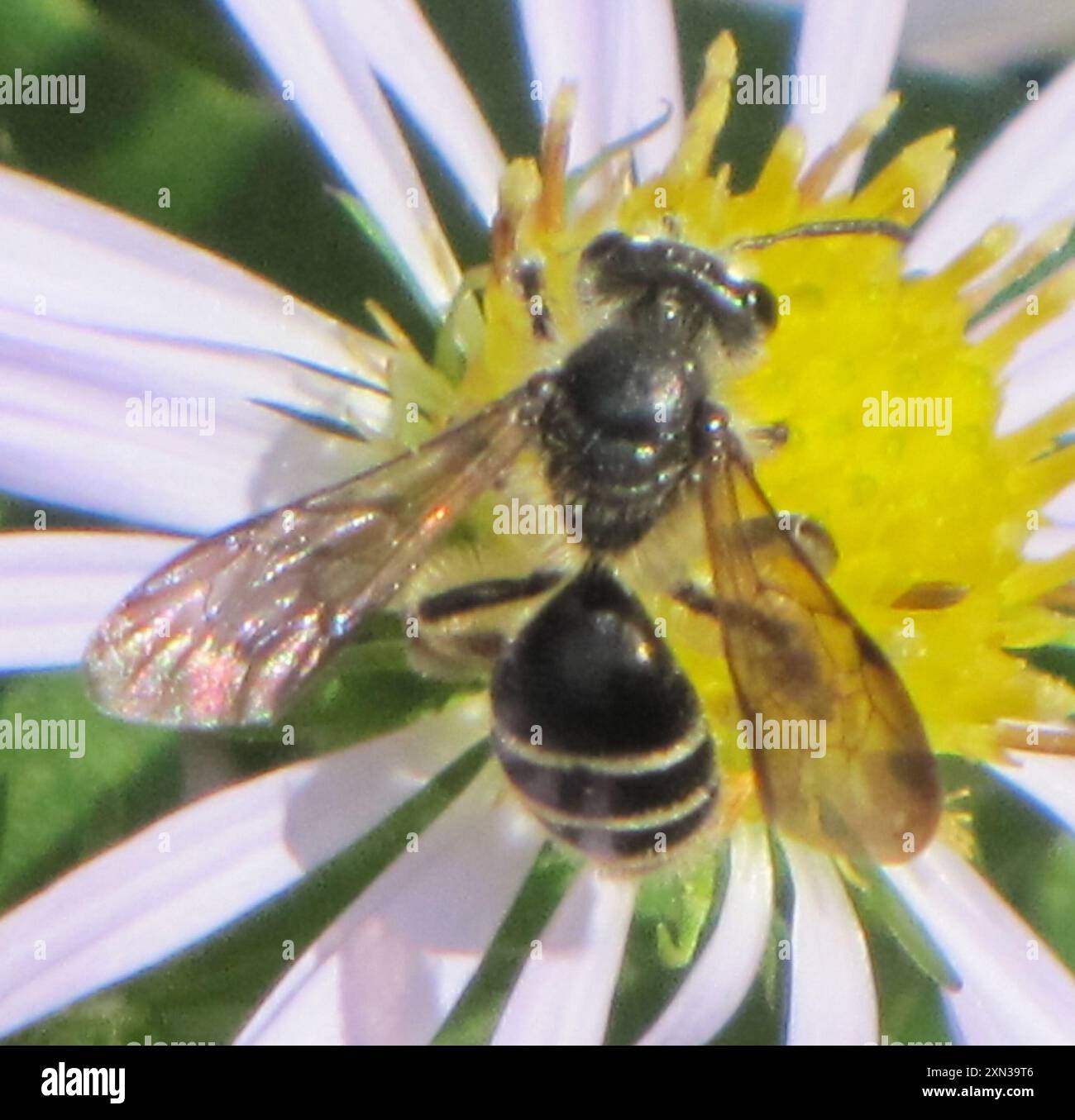 Cloudy-winged Mining Bee (Andrena nubecula) Insecta Stock Photo - Alamy