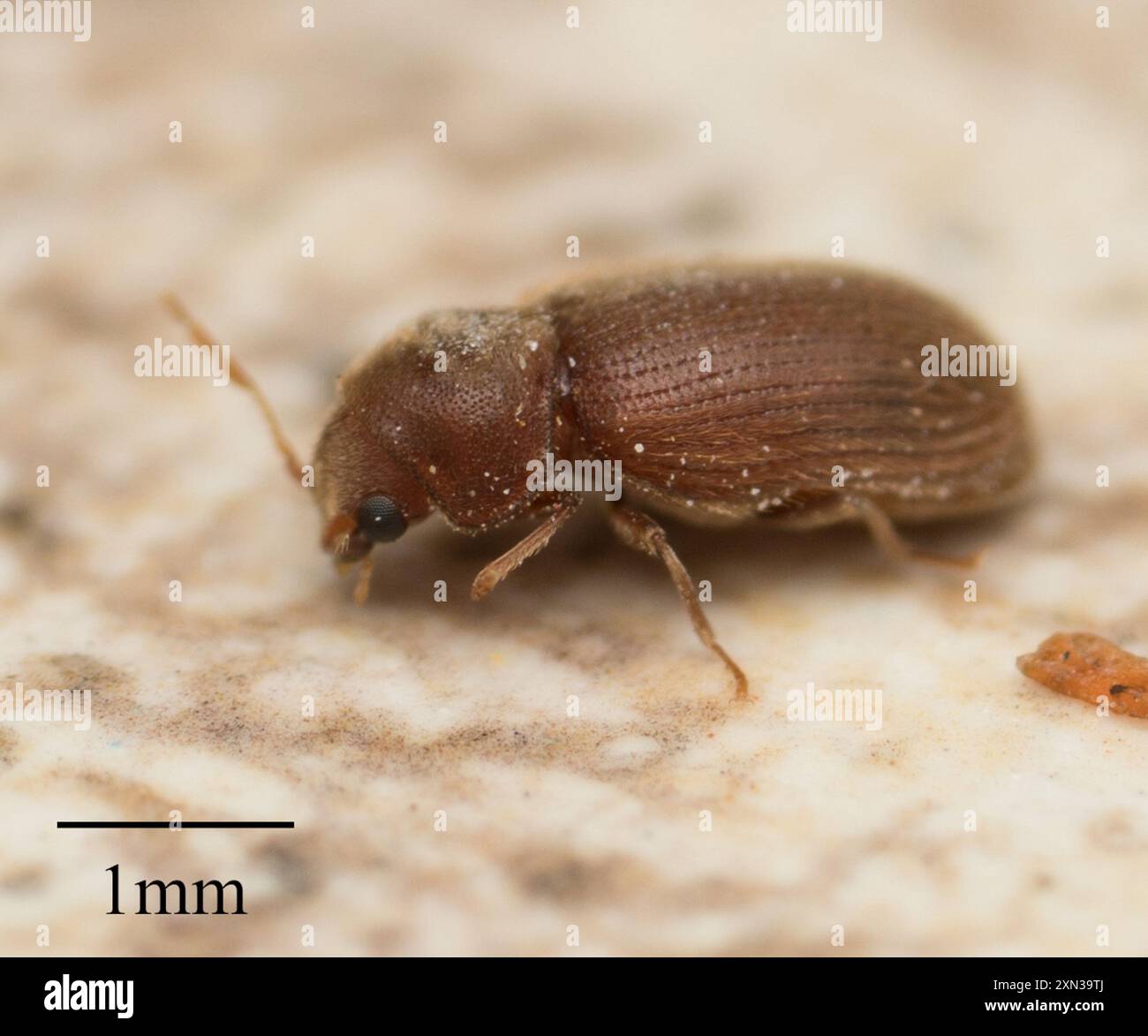 Drugstore Beetle (Stegobium paniceum) Insecta Stock Photo - Alamy