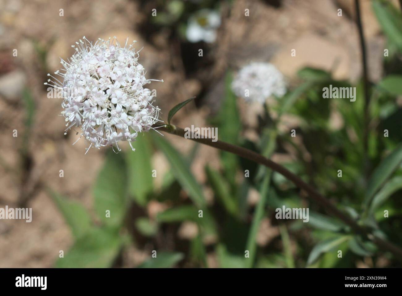 Capitate Valerian (Valeriana capitata) Plantae Stock Photo - Alamy