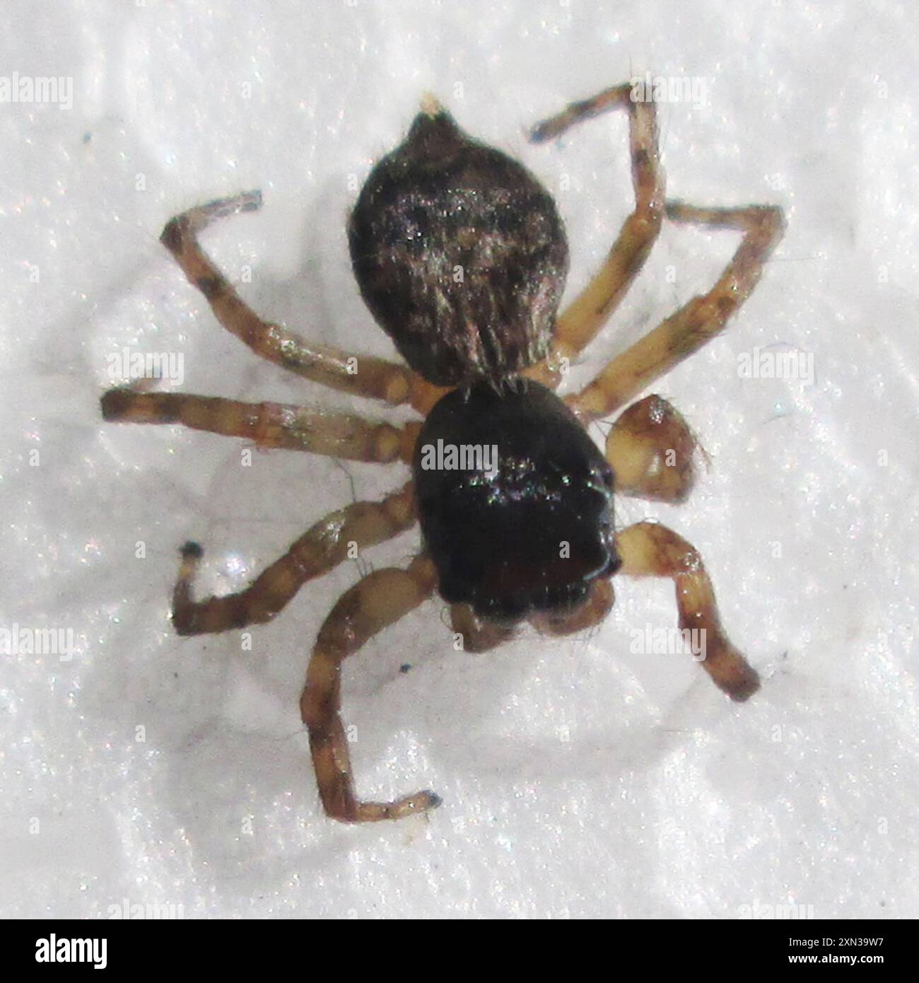 Jumping Spiders (Salticidae) Arachnida Stock Photo - Alamy