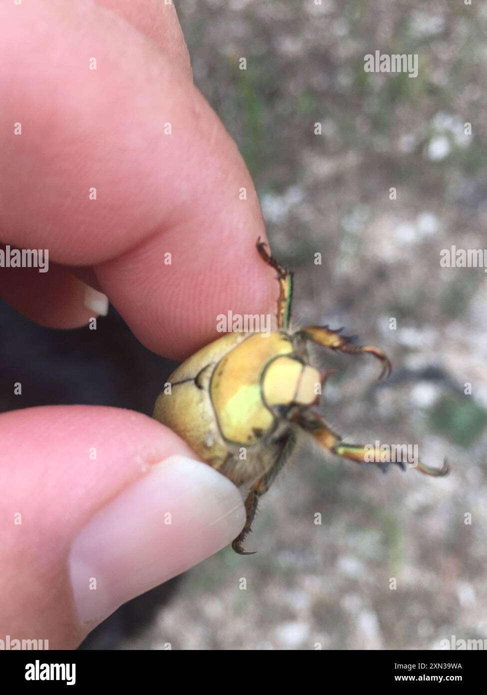 Goldsmith Beetle (Cotalpa lanigera) Insecta Stock Photo - Alamy