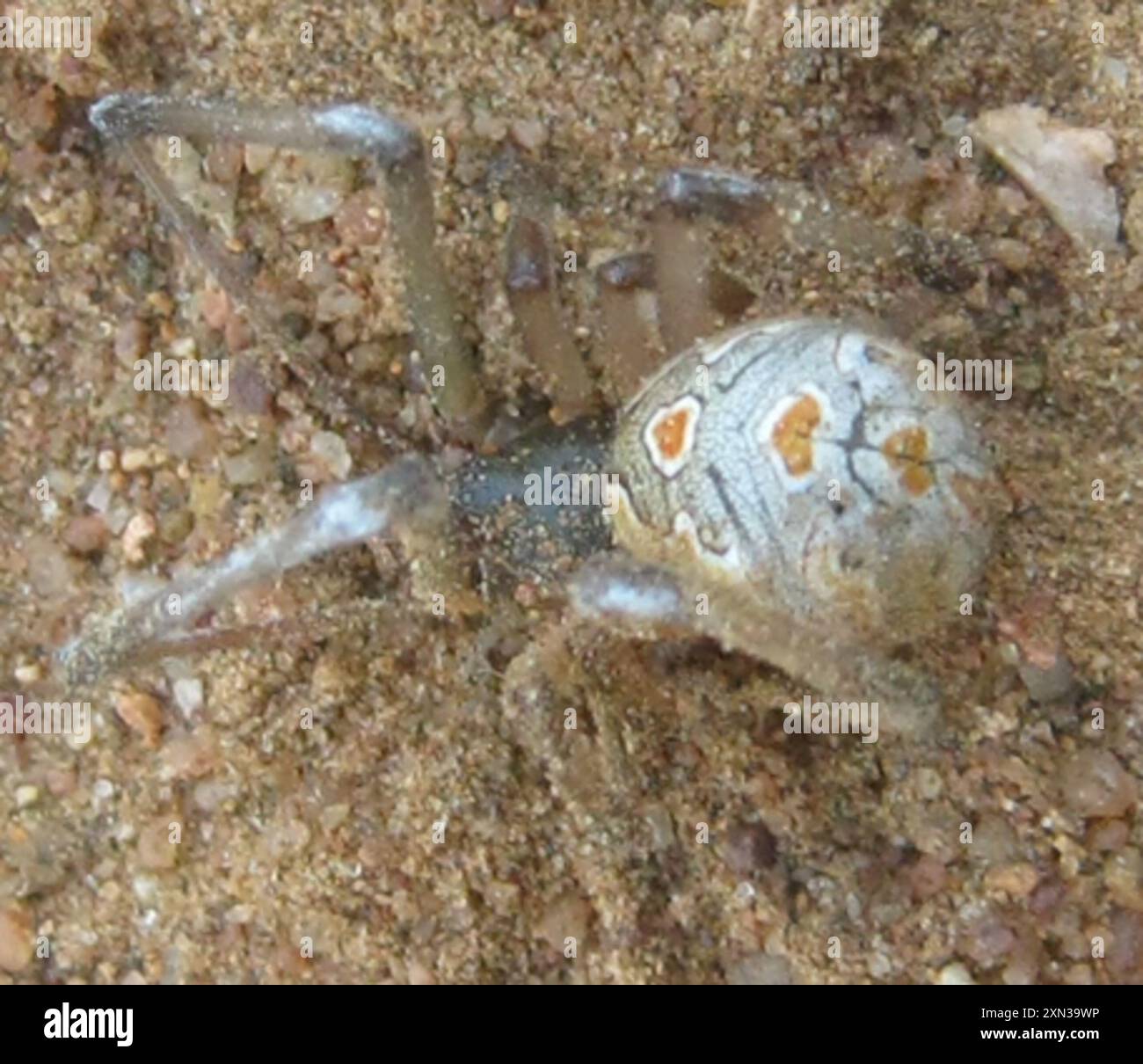 Comb-footed Spiders (Theridiidae) Arachnida Stock Photo - Alamy