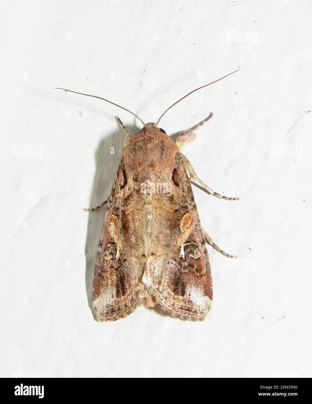 Fall Armyworm Moth (Spodoptera frugiperda) Insecta Stock Photo - Alamy