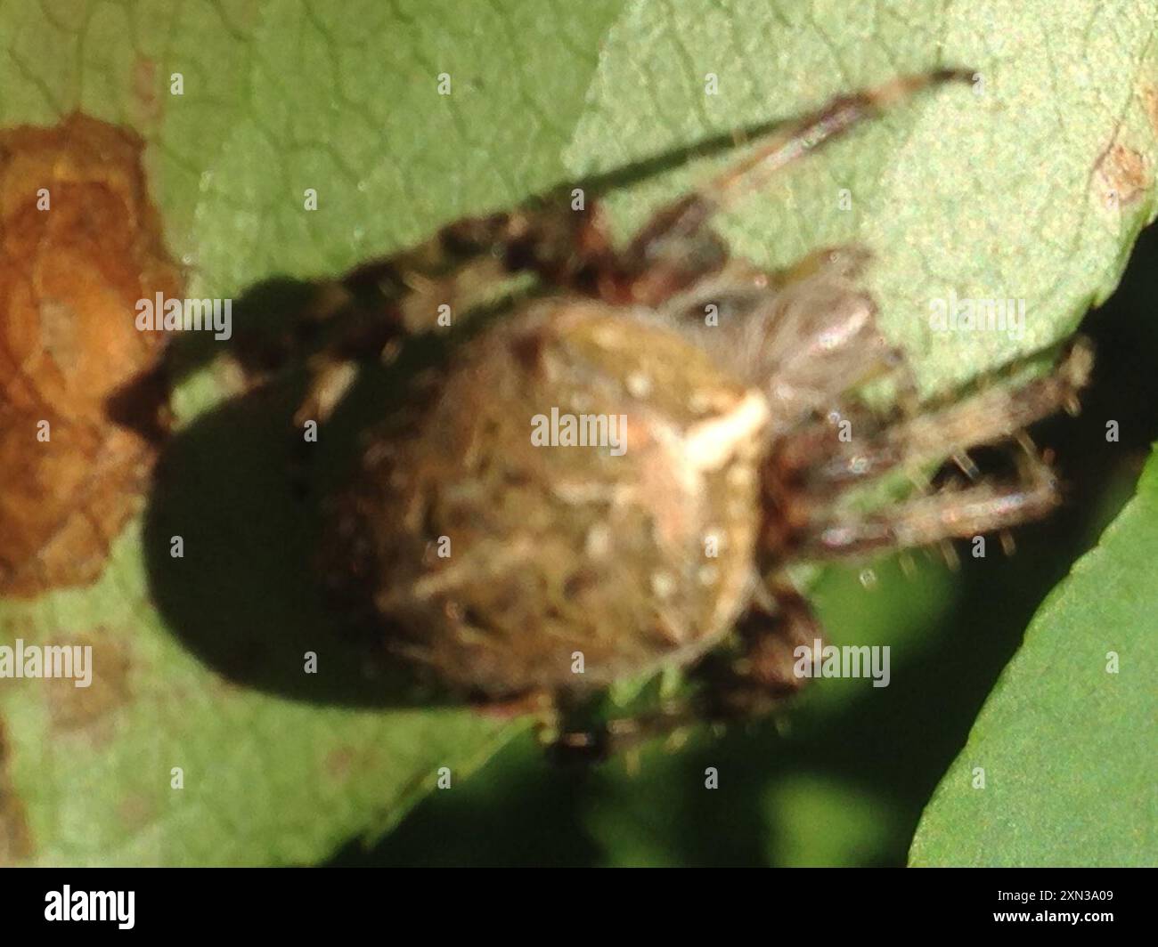 Arabesque Orbweaver (Neoscona arabesca) Arachnida Stock Photo - Alamy