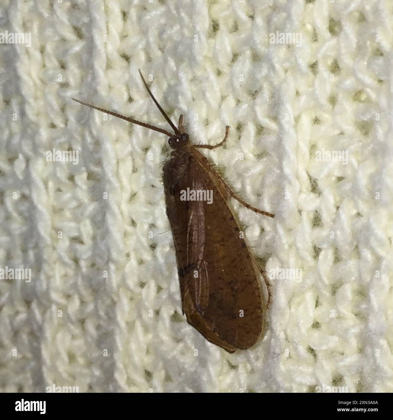 Giant Casemaker Caddisflies (Phryganeidae) Insecta Stock Photo - Alamy