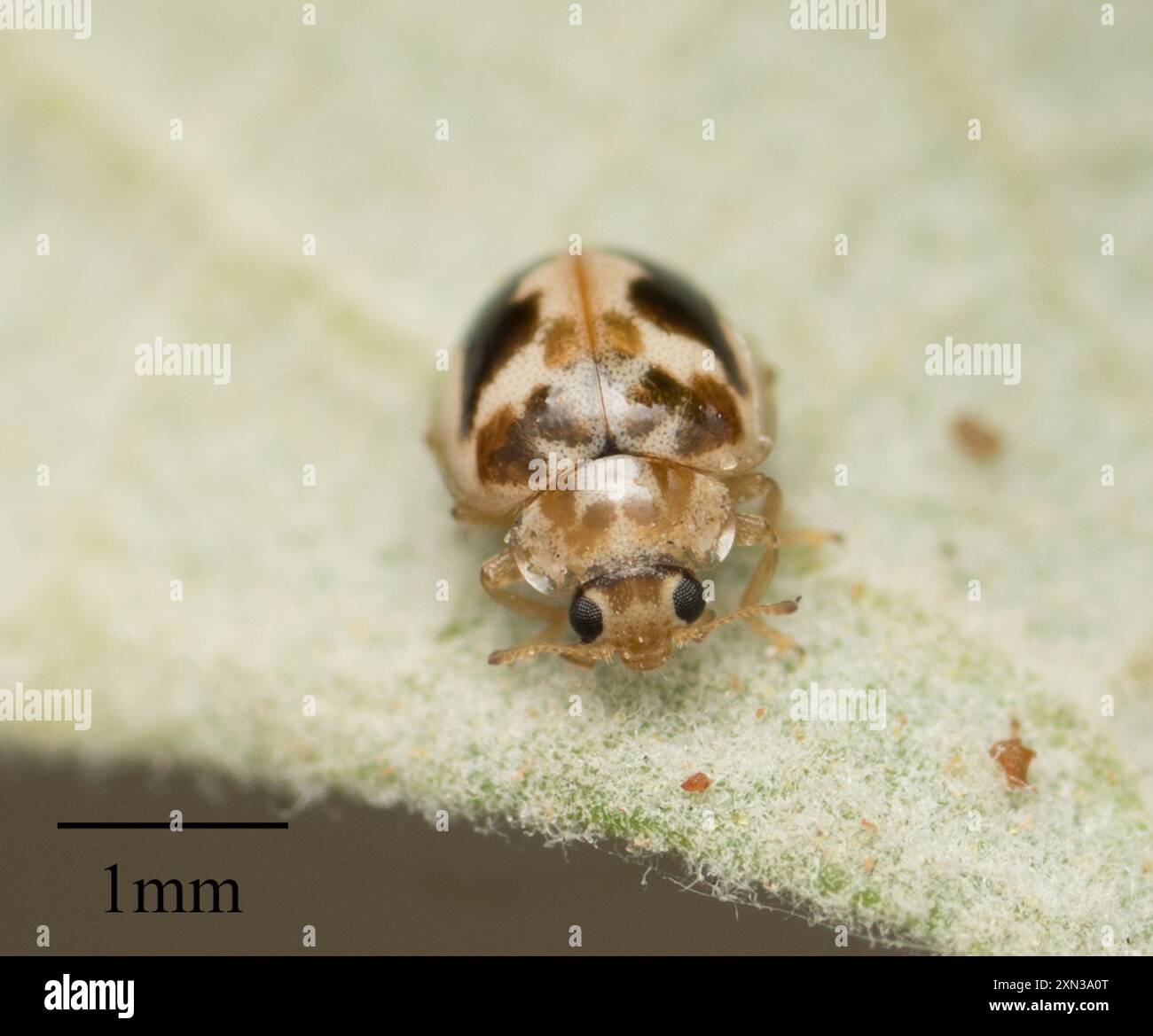 Kidney-spotted Fairy Lady Beetle (Psyllobora renifer) Insecta Stock ...