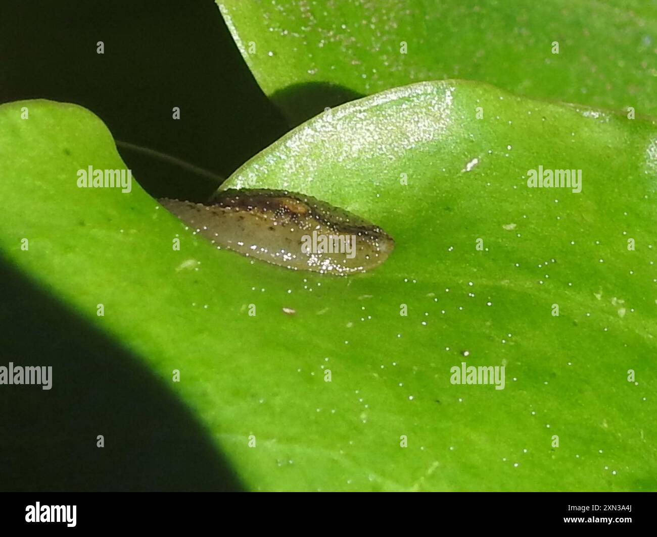 Leaf-veined Slugs (Athoracophoridae) Mollusca Stock Photo - Alamy