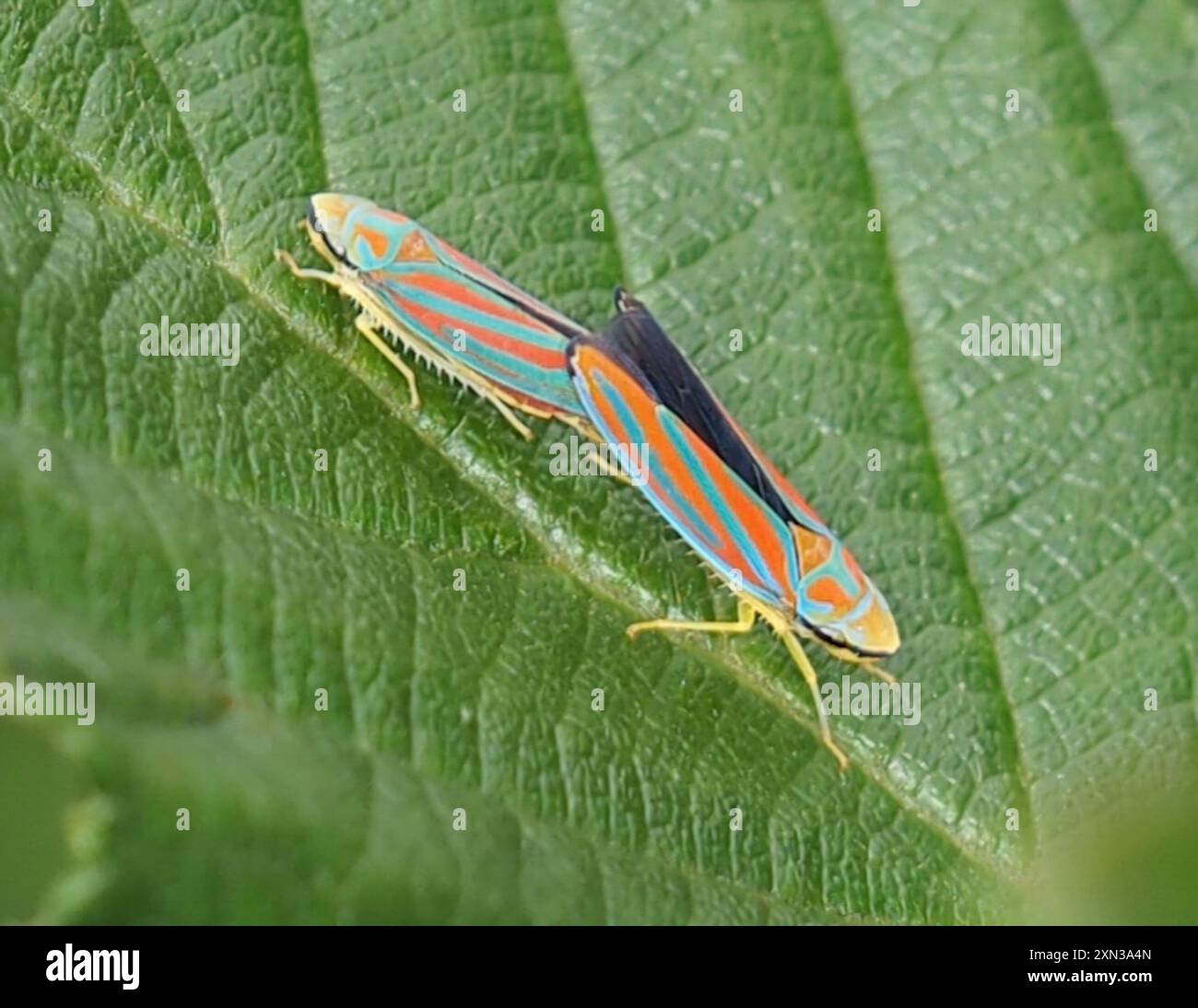 Red-banded Leafhopper (Graphocephala coccinea) Insecta Stock Photo - Alamy