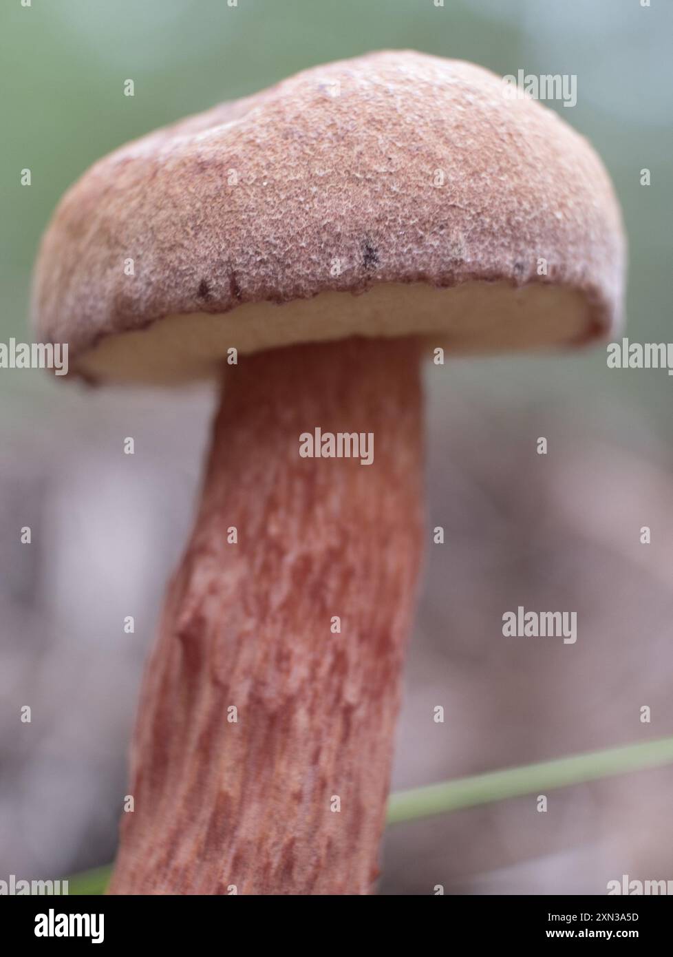 Russell's Bolete (Aureoboletus russellii) Fungi Stock Photo - Alamy