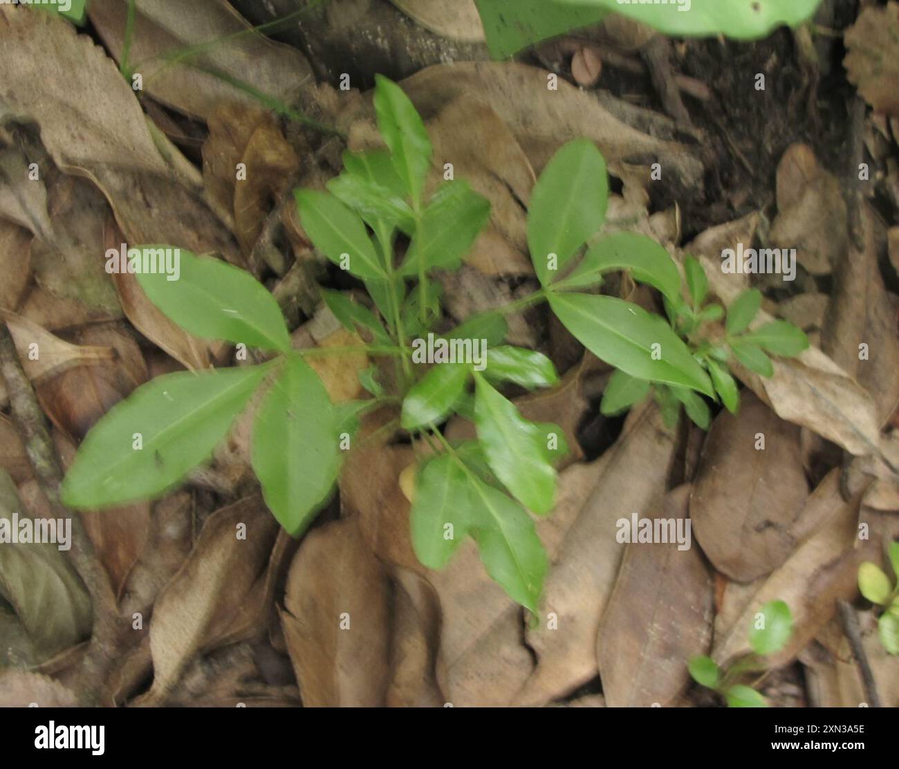 Wharangi (Melicope ternata) Plantae Stock Photo - Alamy