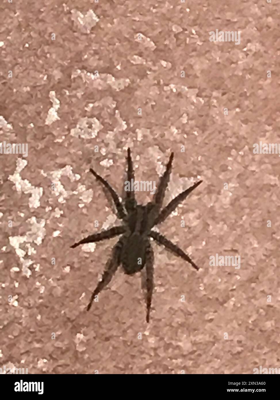 Fox Spiders (Alopecosa) Arachnida Stock Photo - Alamy