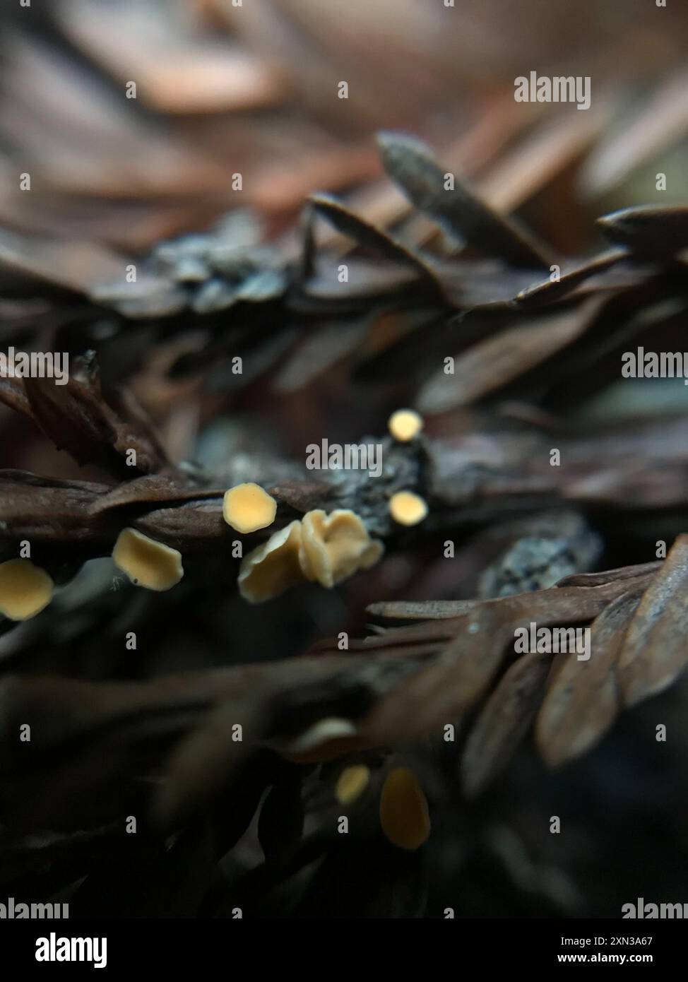 juniper disco (Pithya cupressina) Fungi Stock Photo - Alamy